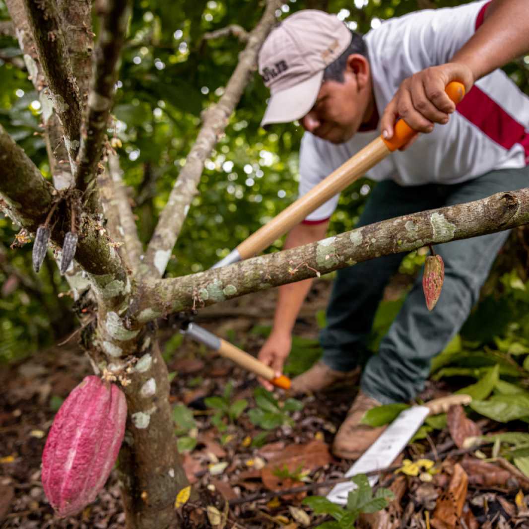 Lutheran World Relief s Commitment To The Cocoa Sector Lutheran World lutheran-world-relief-s-commitment-to-the-cocoa-sector-lutheran-world